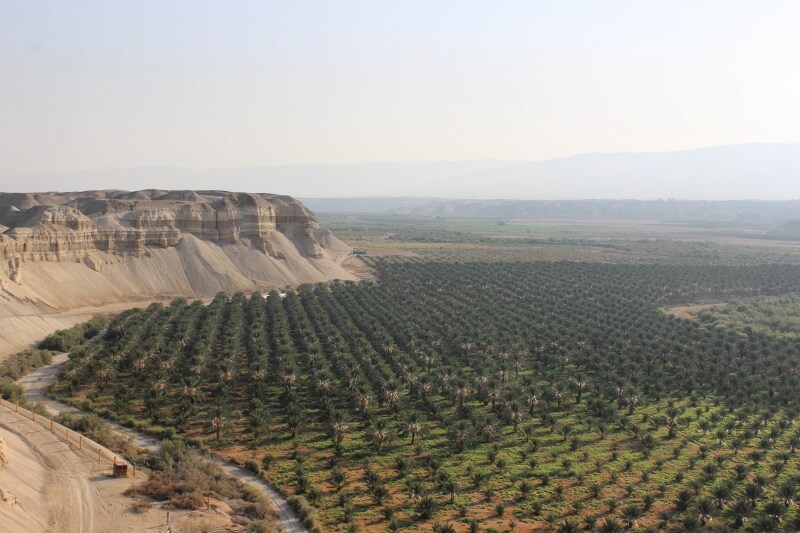 תמרים מג'הול בקעת הירדן | אתר החקלאות של ישראל